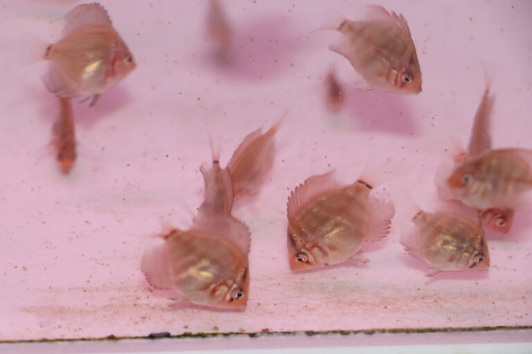 オリジナルコバルト6mm - 熱帯魚のmishima