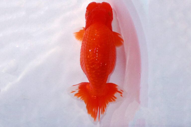 らんちゅう3才魚 - 熱帯魚のmishima