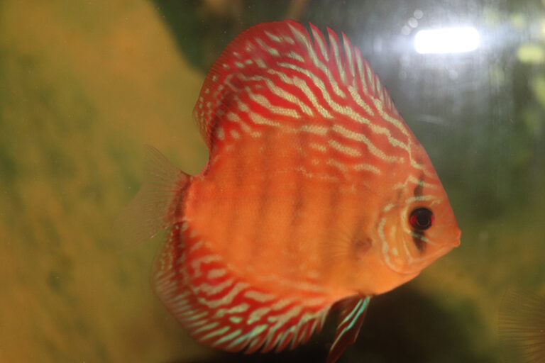 クリペアプルス - 熱帯魚のmishima